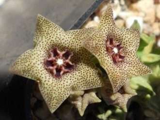PFC - Blog de Cactus y Suculentas - Mas de 200 mil especies
