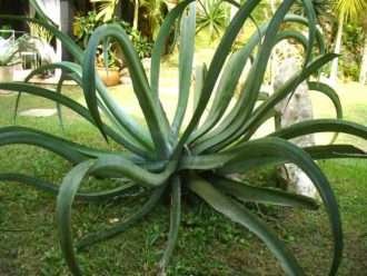Agave vilmoriniana (Agave pulpo) – Blog de Cactus – Mas de 200 mil especies