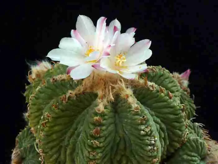 Aztekium ritteri (cactus azteca) • Mundo de las Suculentas 2025