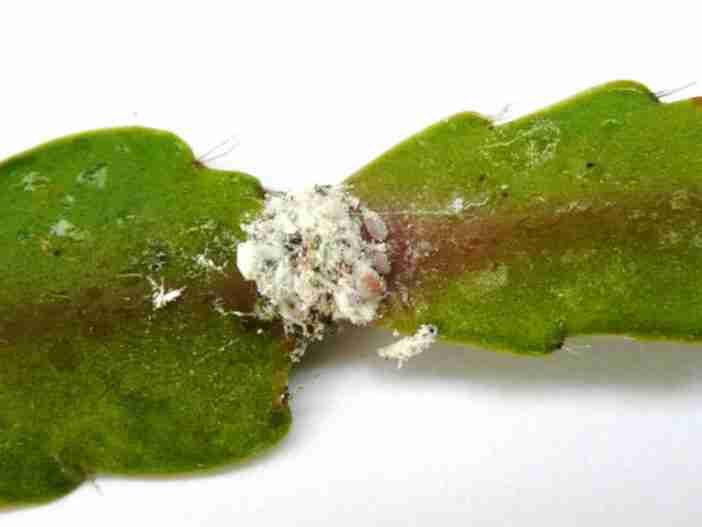 Aeonium urbicum (Planta Platillo) – Blog de Cactus – Mas de 200 mil ...