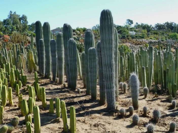 Cómo enraizar cactus columnares • Blog de Cactus – Mas de 200 mil especies