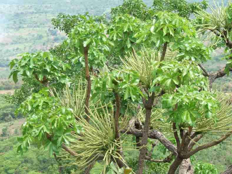 Cussonia arborea (Árbol de repollo pulpo) • Mundo de las Suculentas ...