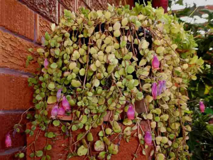Kalanchoe uniflora (Coral Bells) • Mundo de las Suculentas 2025
