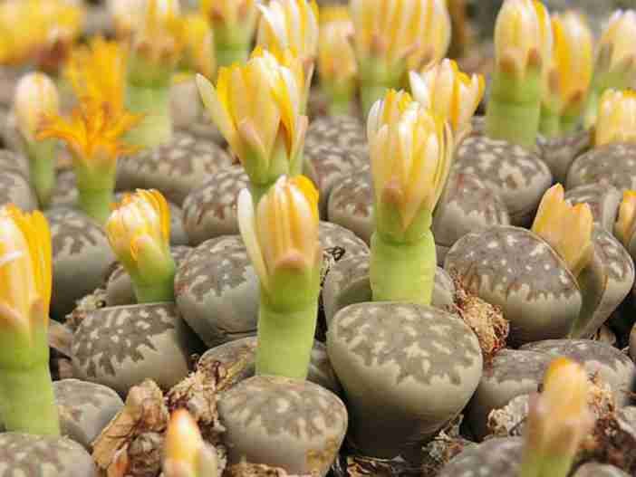 Lithops dorotheae (piedras vivas) • Mundo de las Suculentas 2025