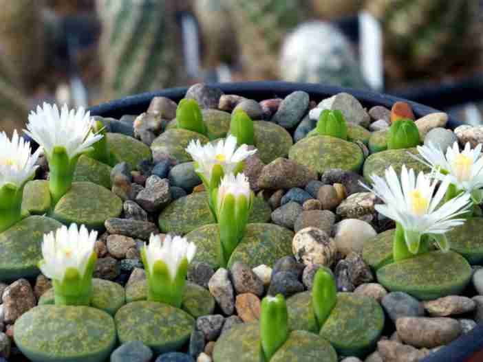 Lithops lesliei ‘Albinica’ • Mundo de las Suculentas – Mas de 200 mil ...