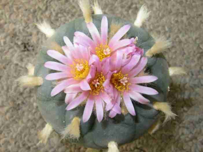 Lophophora fricii (Falso Peyote) • Mundo de las Suculentas – Mas de 200 ...