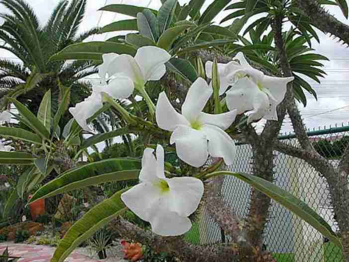Pachypodium rutenbergianum (palma de Madagascar) • :) – Mas de 200 mil ...