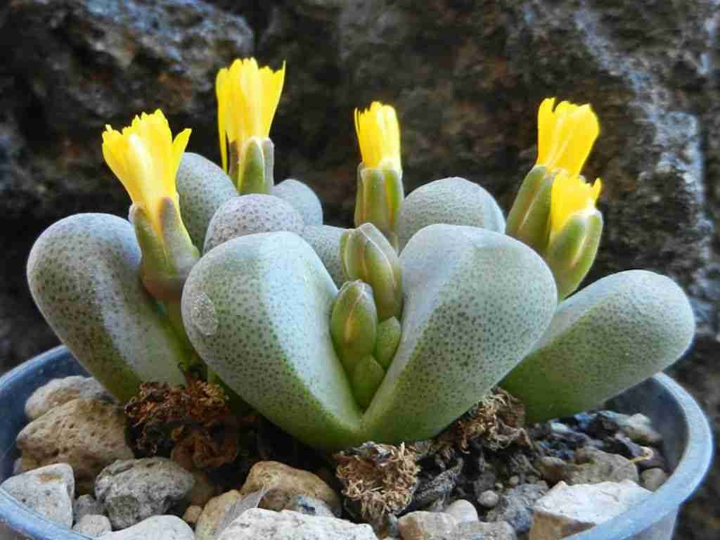 Tanquana hilmarii • Mundo de las Suculentas – Mas de 200 mil especies