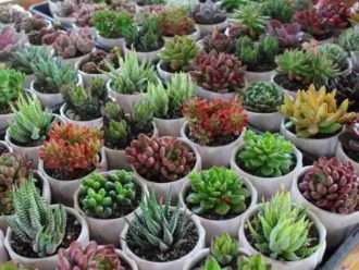 PFC - Blog de Cactus y Suculentas - Mas de 200 mil especies