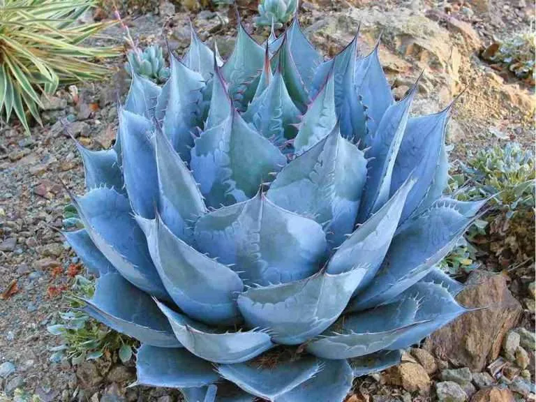 18 Increibles plantas, cactus y suculentas Geometricas 2023