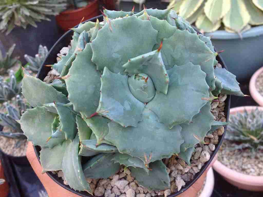 Agave potatorum ‘Shoji-Raijin’ • Mundo de las Suculentas – Mas de 200 ...