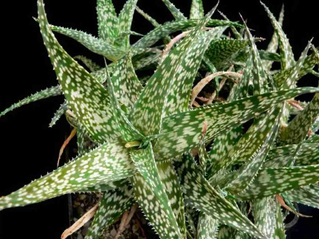 Aloe rauhii (Snowflake Aloe) • Mundo de las Suculentas 2025