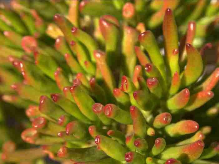 Crassula ovata ‘Dedos flacos’ • Mundo de las Suculentas – Mas de 200 ...