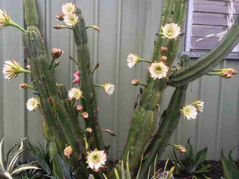 Cultivo de cactus columnares a partir de esquejes • Blog de Cactus ...