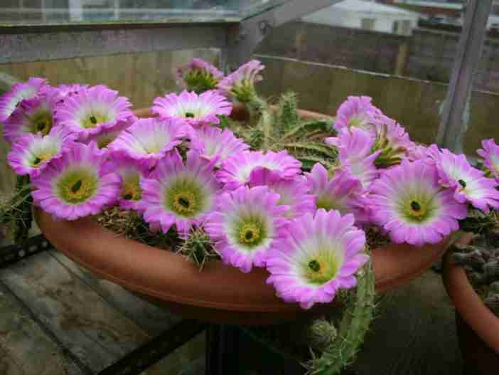Las 10 flores mas raras del mundo de los cactus (y otras) 2023