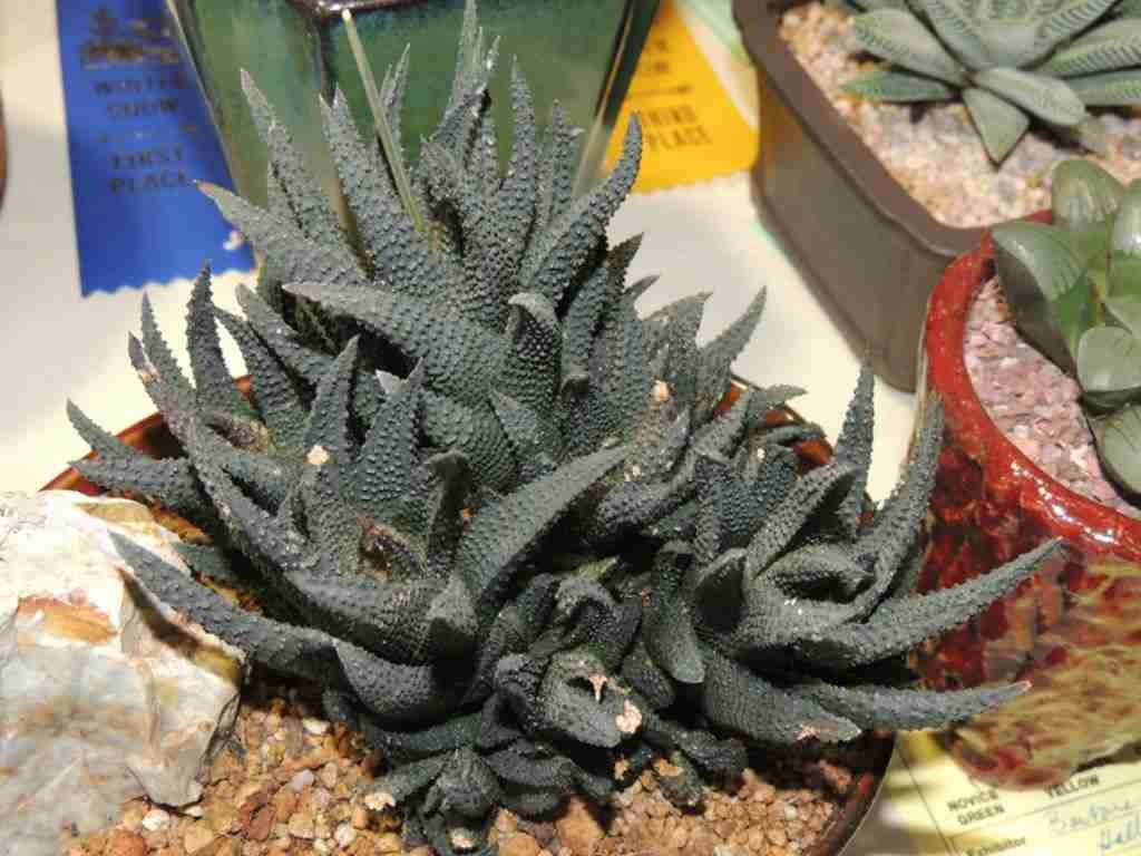 Haworthiopsis scabra • :) – Mas de 200 mil especies