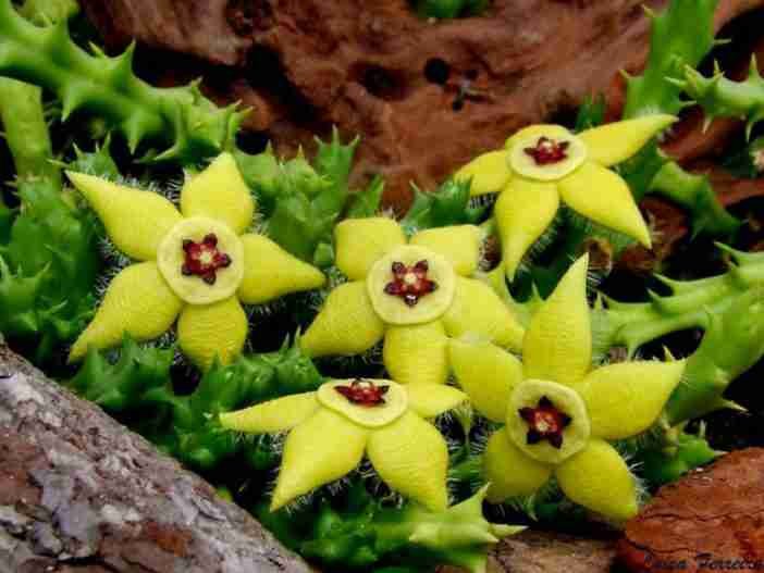 Orbea semota var. lutea (Orbea Amarilla) • Mundo de las Suculentas ...